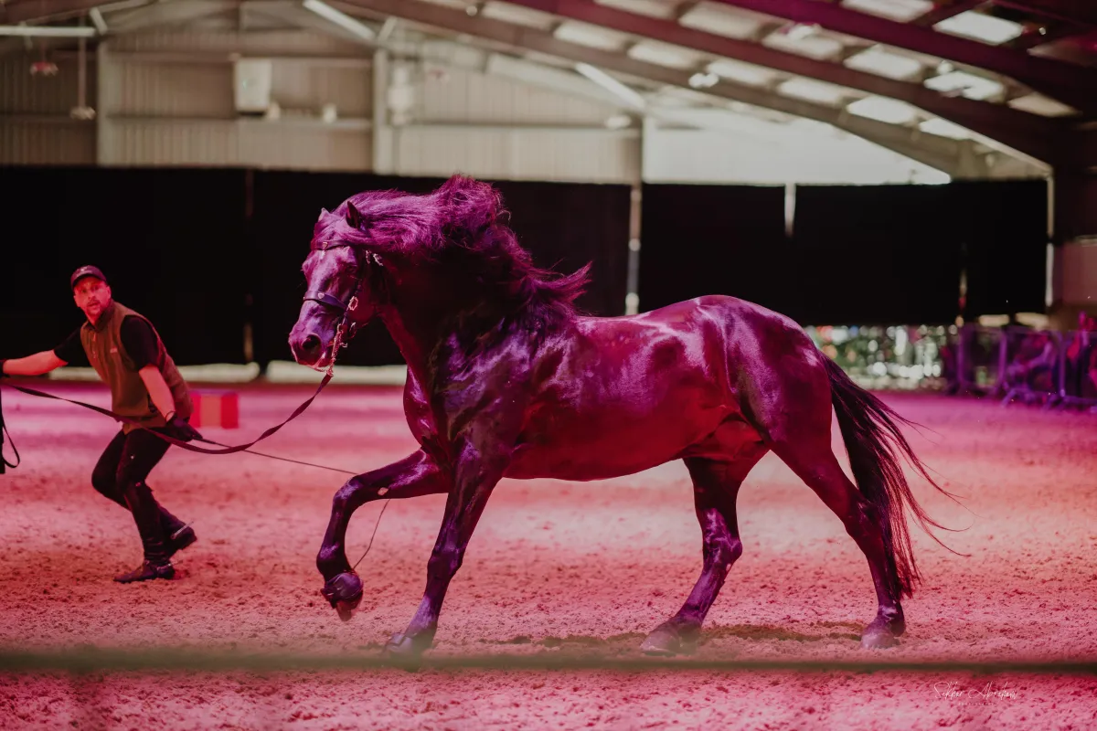 Bravo Live Equestrian Theatre | Horse Show Kent