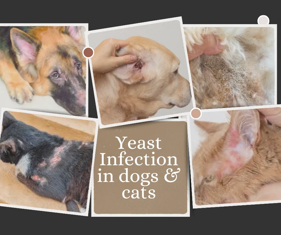 can a yeast infection cause a uti in dogs